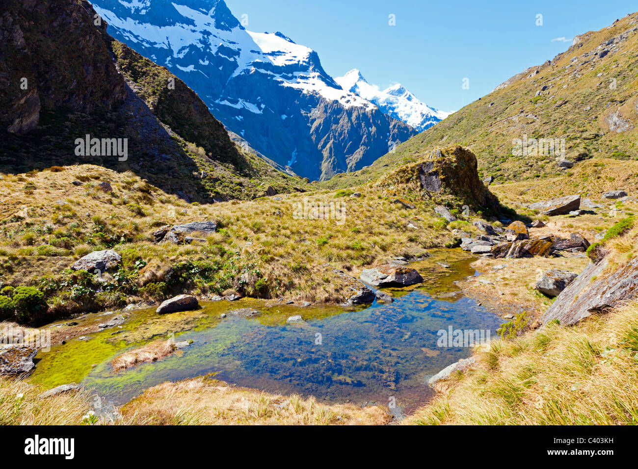 Puddle grass hi-res stock photography and images - Alamy
