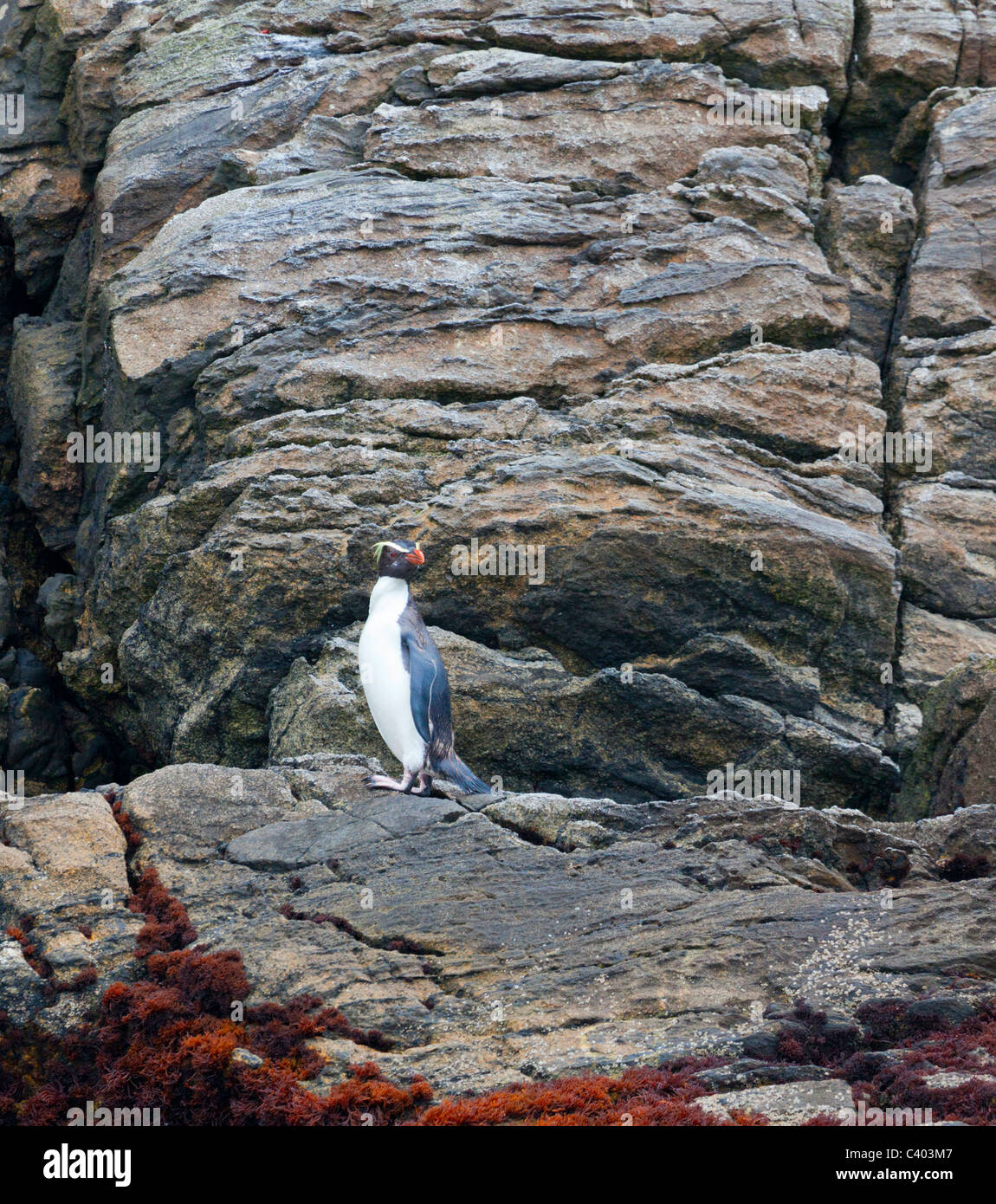 Fiordland Crested Penguin Stock Photo - Alamy