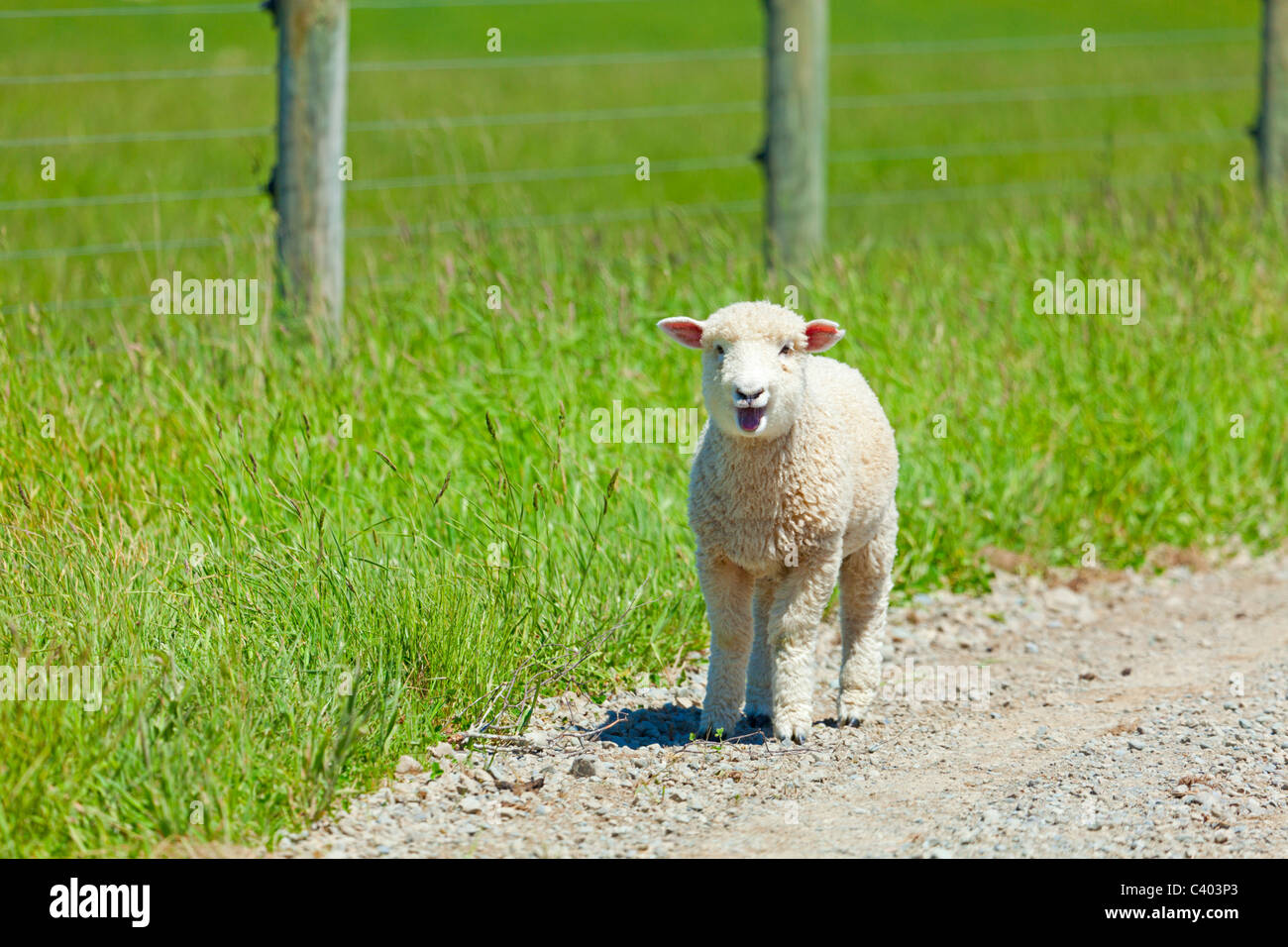Lamb hi-res stock photography and images - Alamy