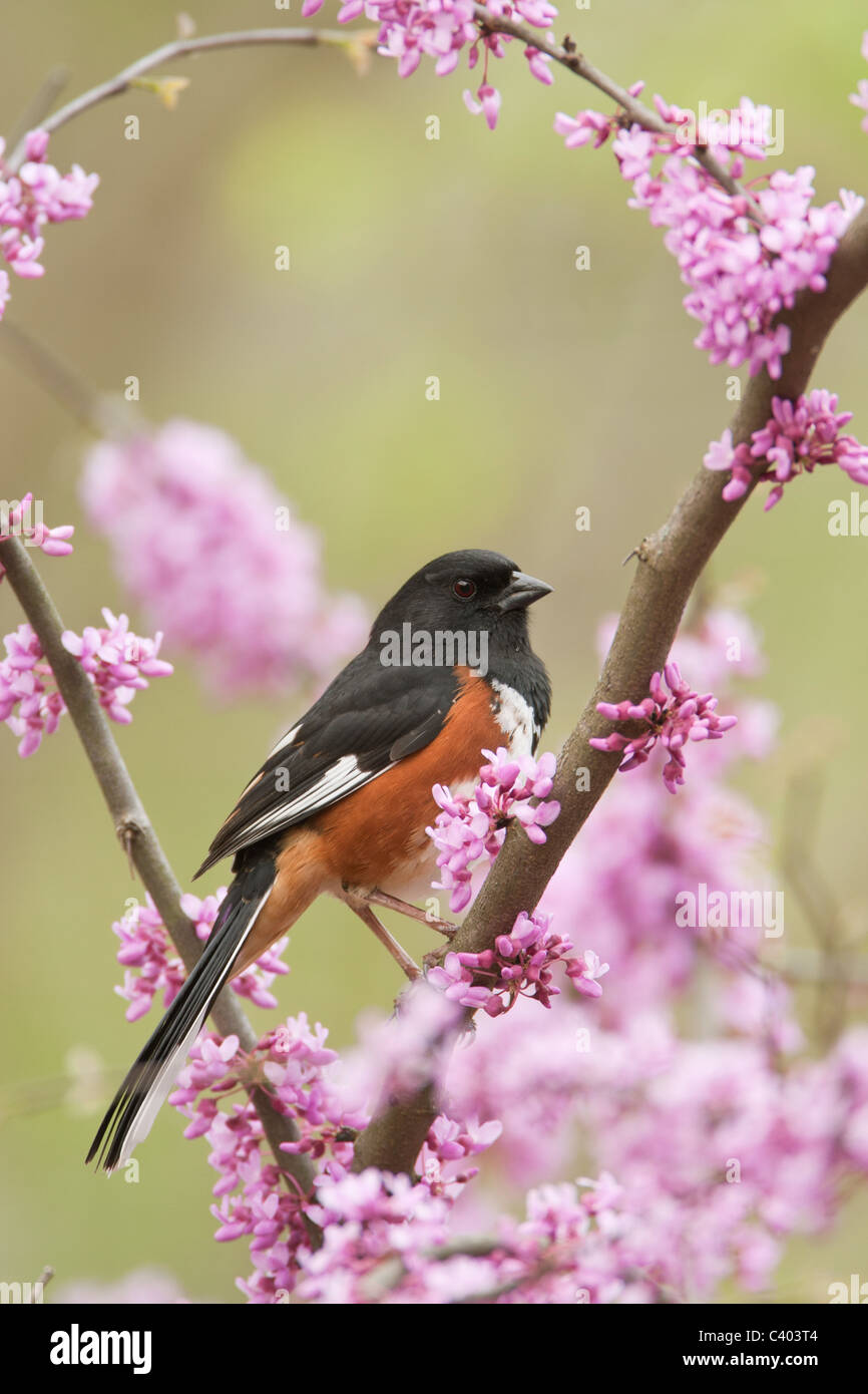 American towhees hi-res stock photography and images - Alamy
