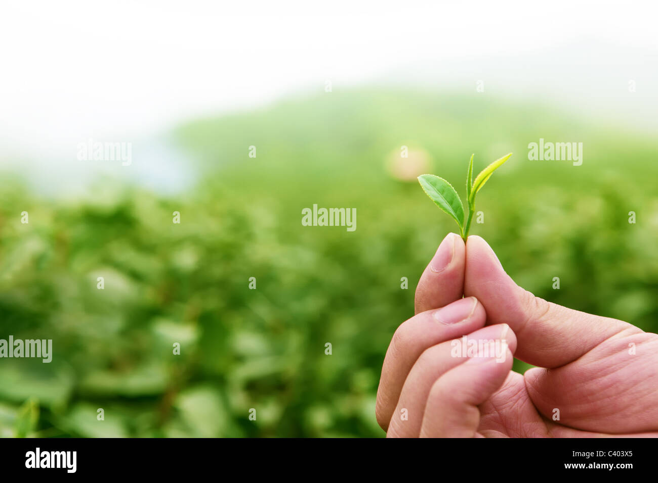 Hand and green leaf hi-res stock photography and images - Alamy