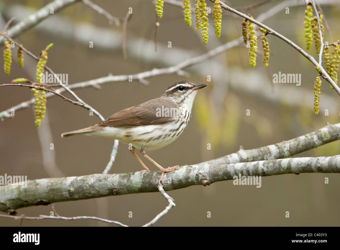 Louisiana waterthrush hi-res stock photography and images - Alamy