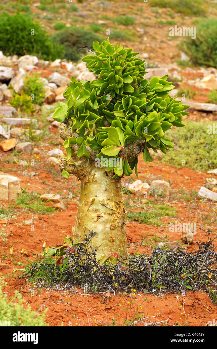 Botterboom, Tylecodon paniculatus Stock Photo - Alamy