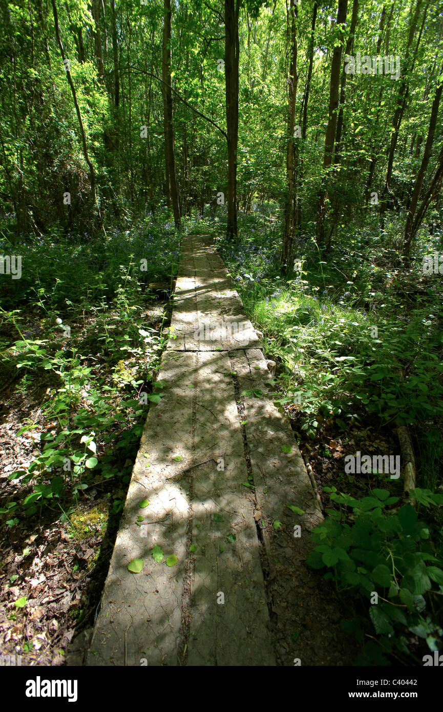 Wood boardwalk hi-res stock photography and images - Alamy