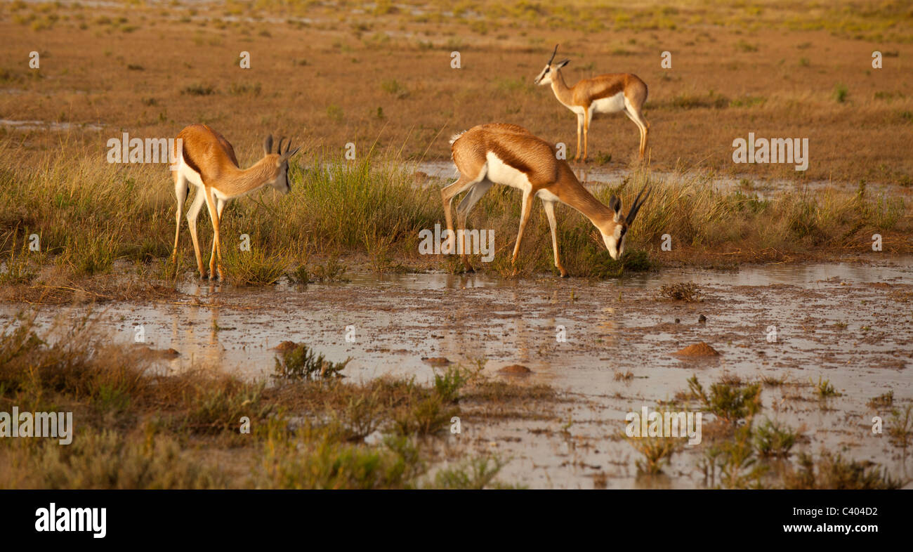 Springbok group hi-res stock photography and images - Alamy
