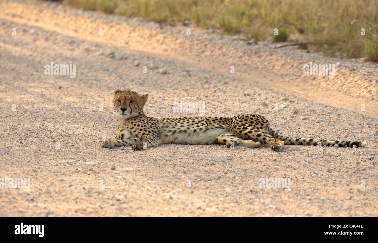 cheetah laying in road Stock Photo - Alamy
