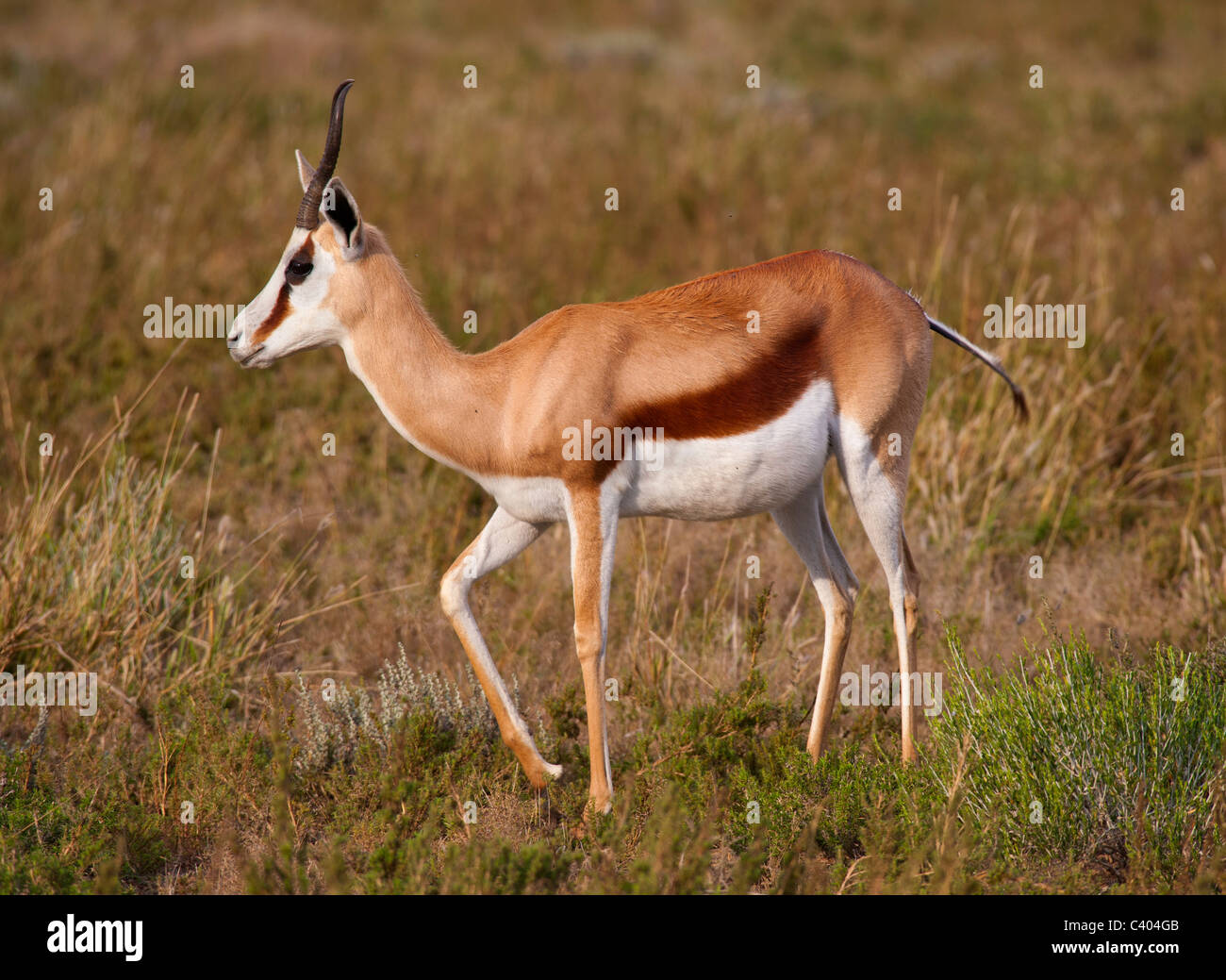 springbok female pregnant Stock Photo - Alamy