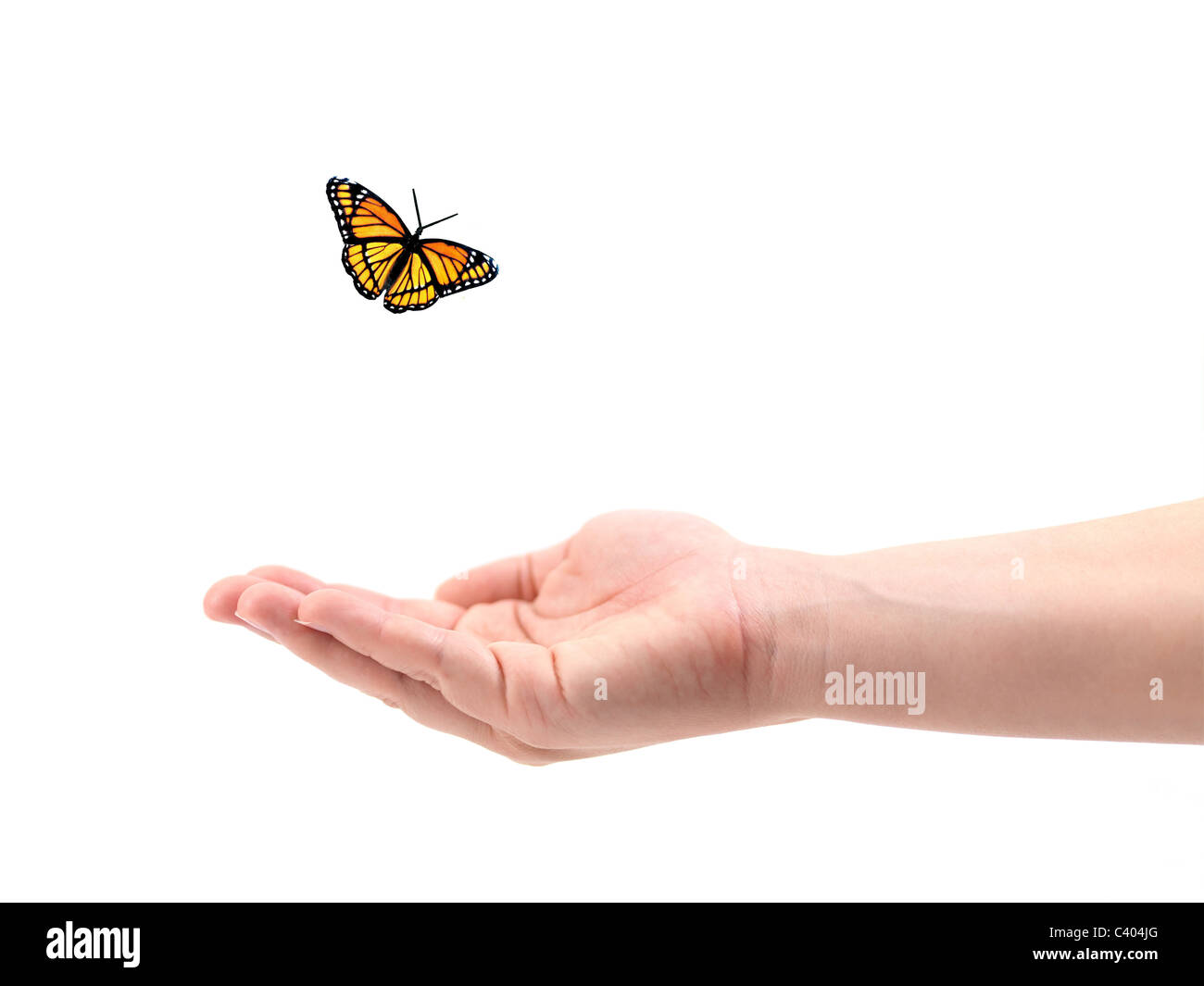 A female hand with butterflies isolated against a white background ...