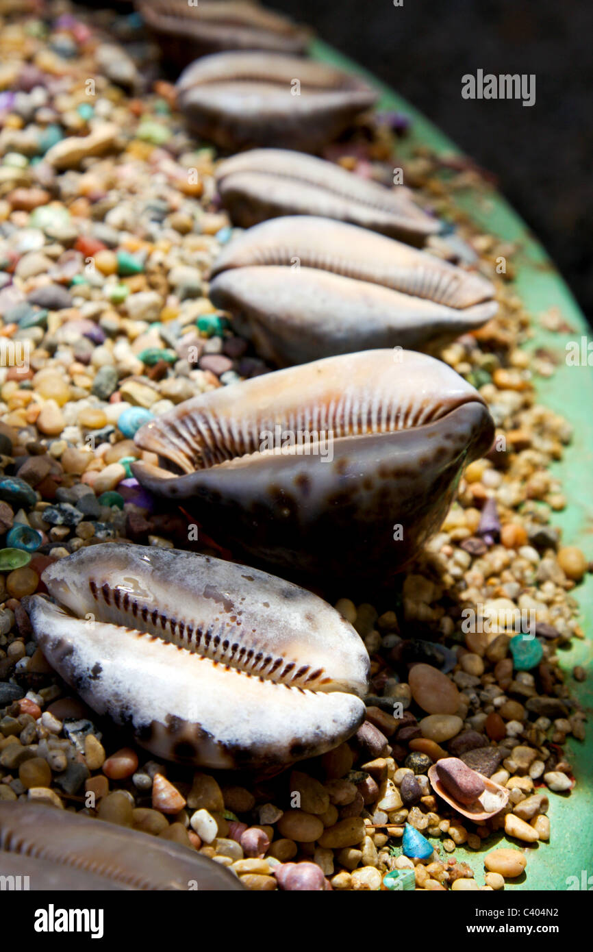 Colorful shells in a row in a bowl of stones Stock Photo - Alamy