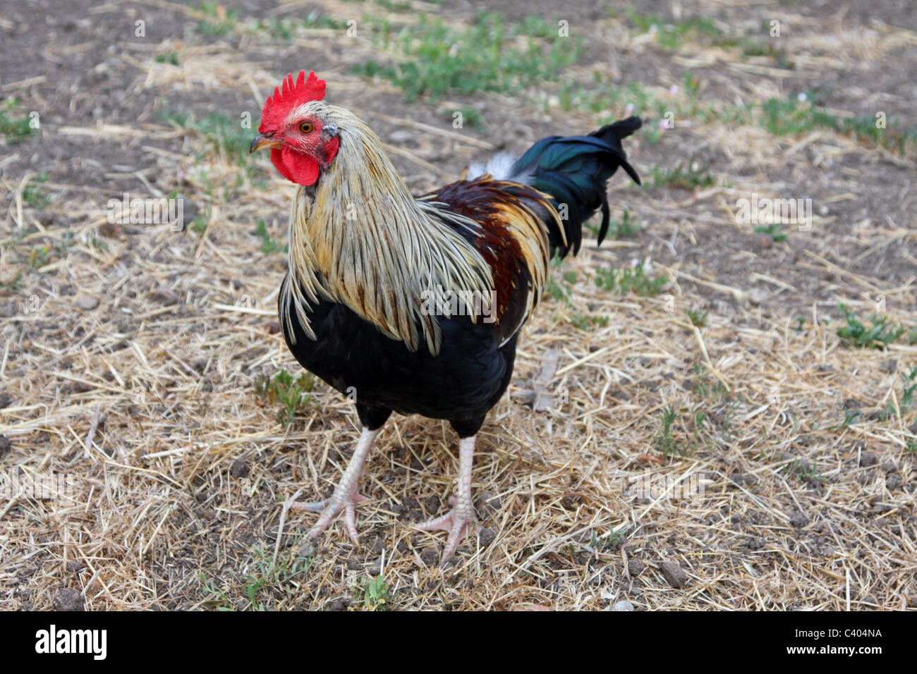 Colorful feral chicken walking around San Juan Batista, California ...