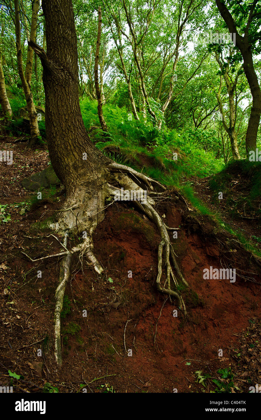 Root and soil erosion hi-res stock photography and images - Alamy