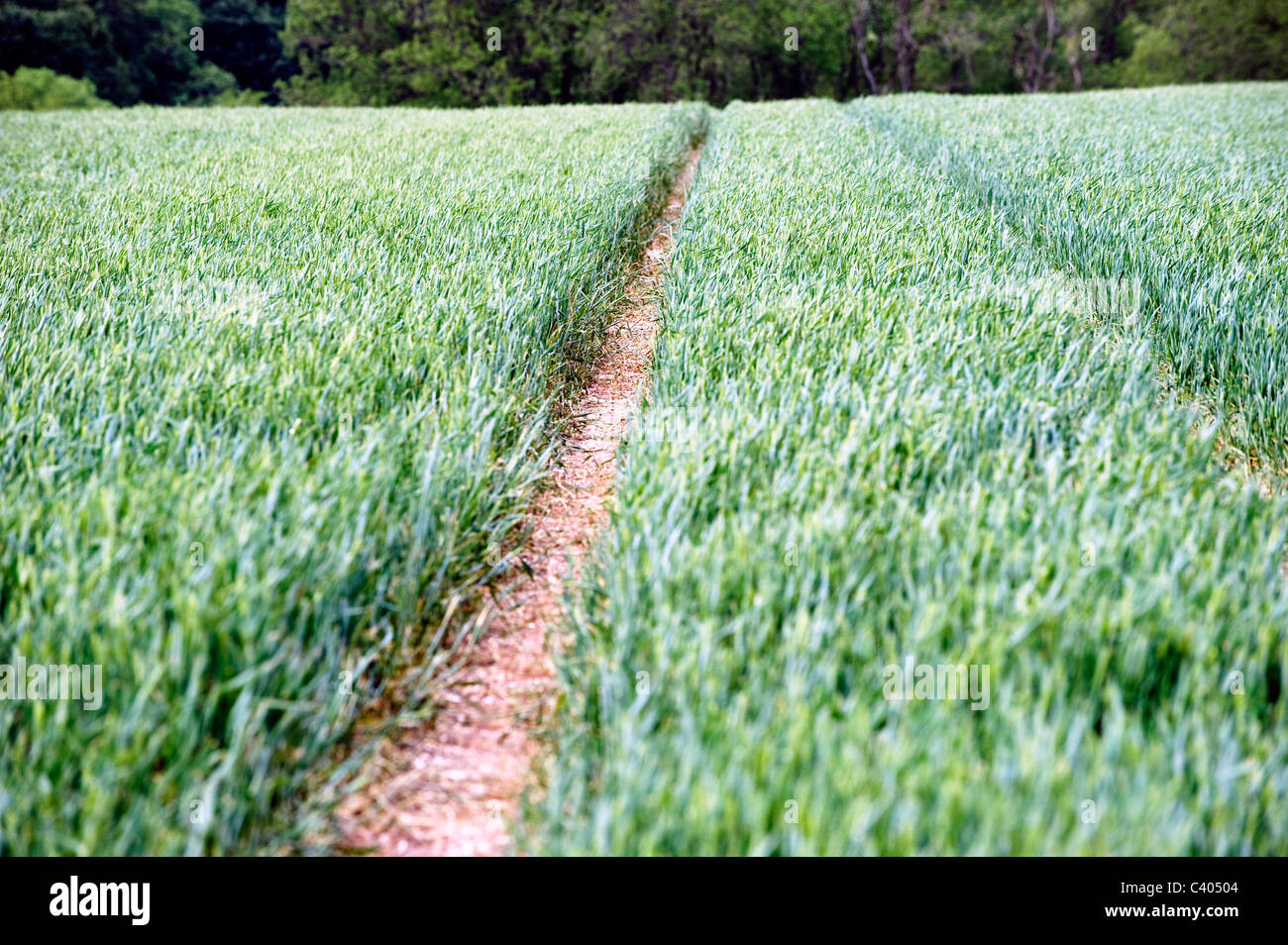 Crops, green field, farming Stock Photo - Alamy