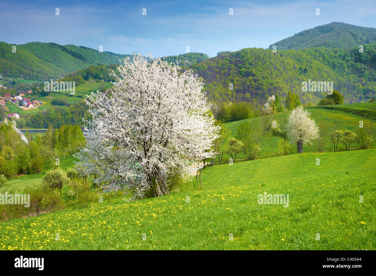 Flowering tree hi-res stock photography and images - Alamy