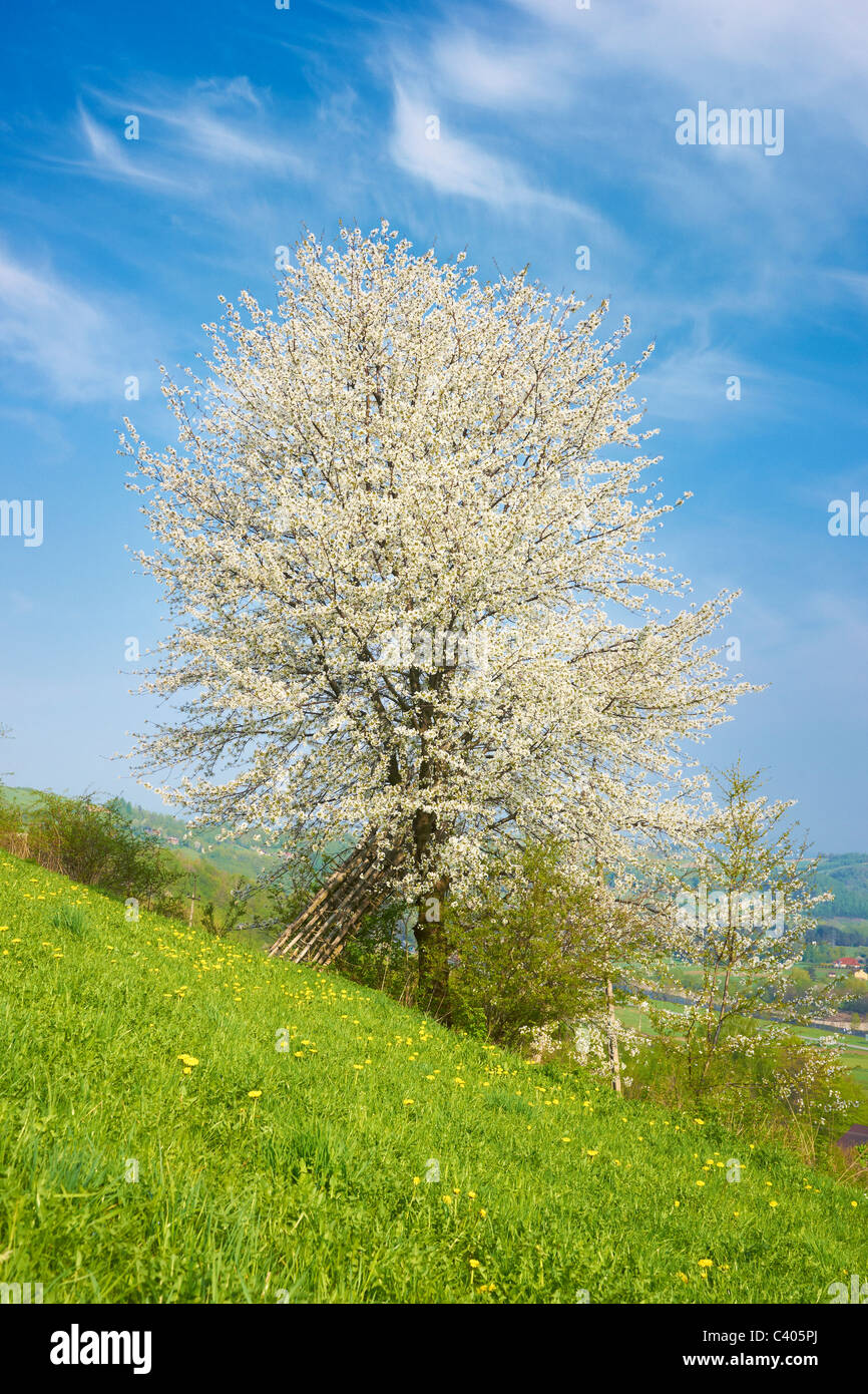 Flowering tree, spring in the Beskidy Mountains, Poland Stock Photo - Alamy