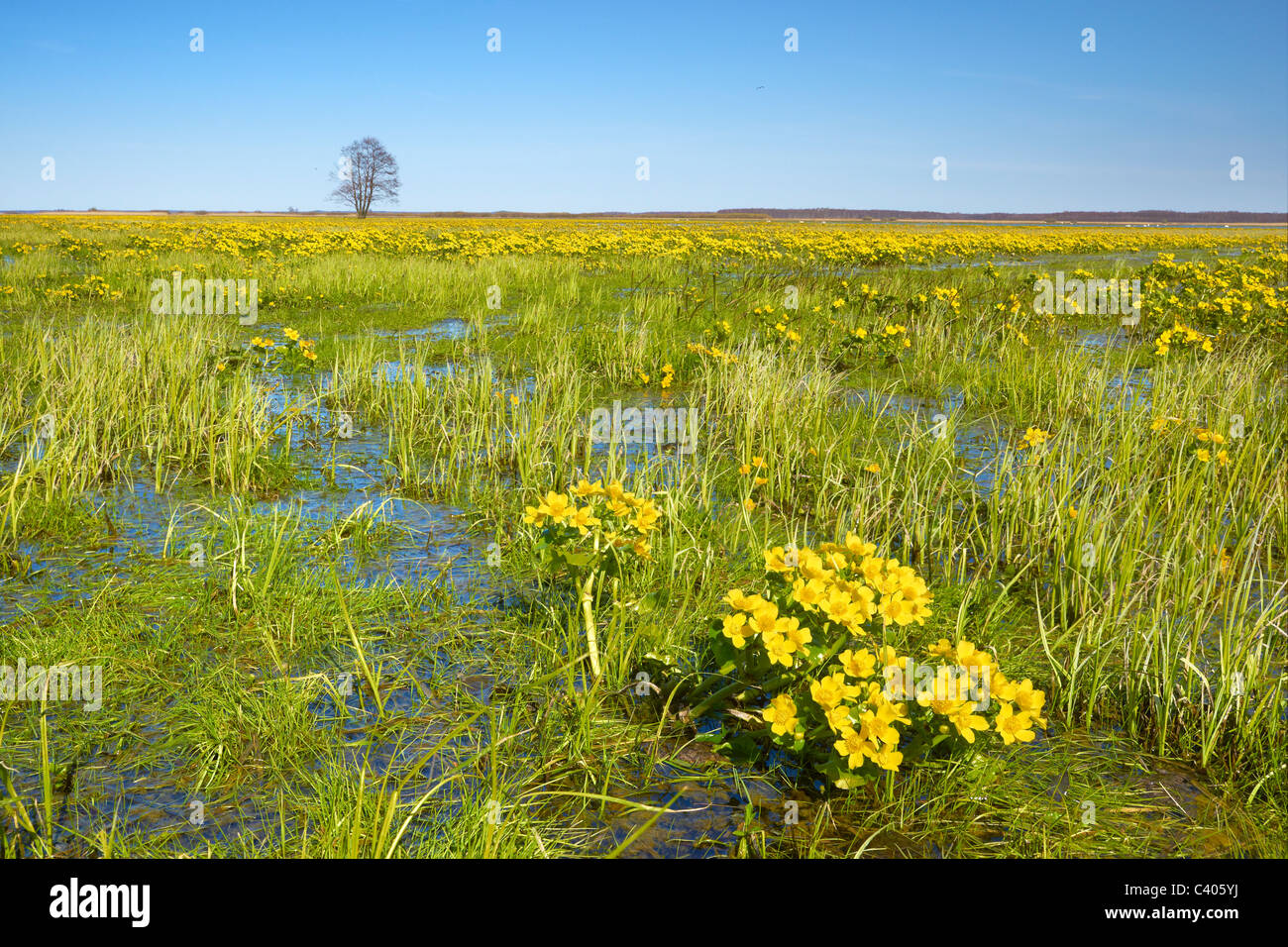 Biebrza National Park, Podlasie region, Poland Stock Photo - Alamy