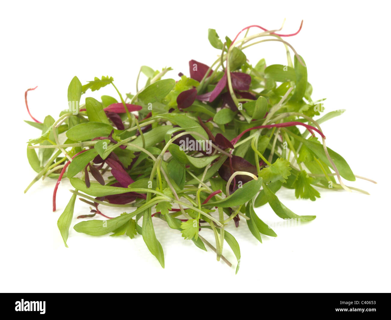 Baby coriander Cut Out Stock Images & Pictures - Alamy