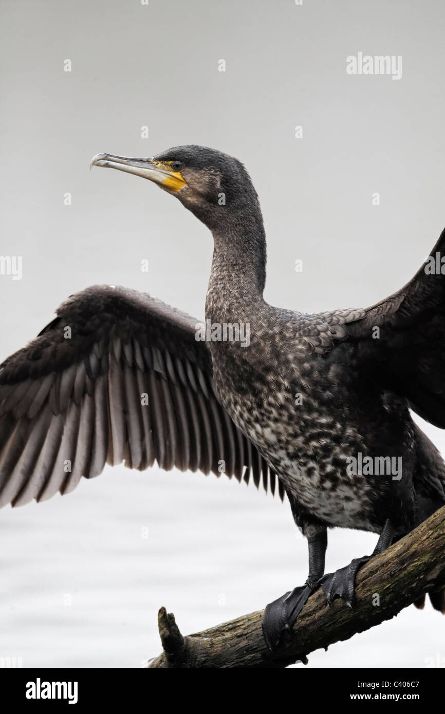 Bird on water wing stretching hi-res stock photography and images - Alamy