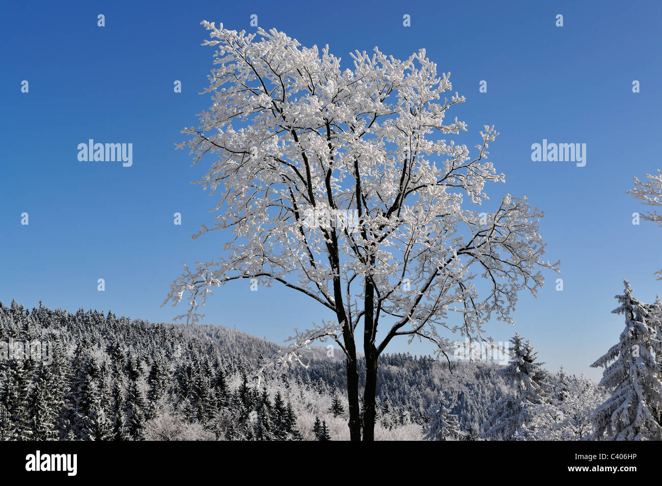 Snowed trees hi-res stock photography and images - Alamy