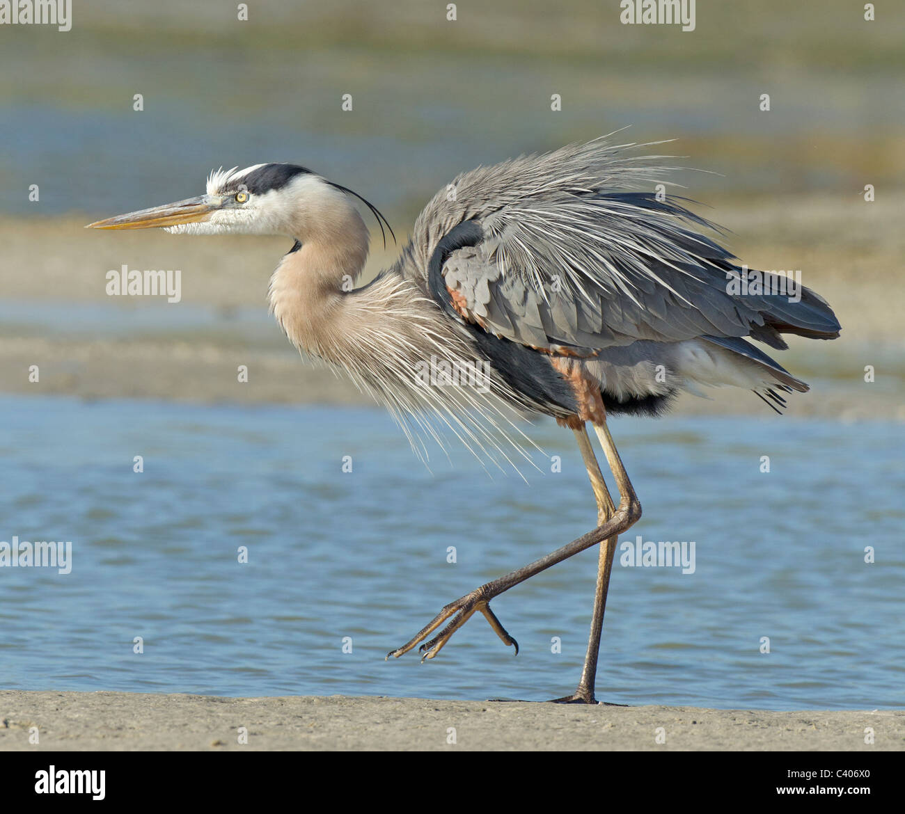Great Blue Heron walking ruffling its feathers Stock Photo - Alamy
