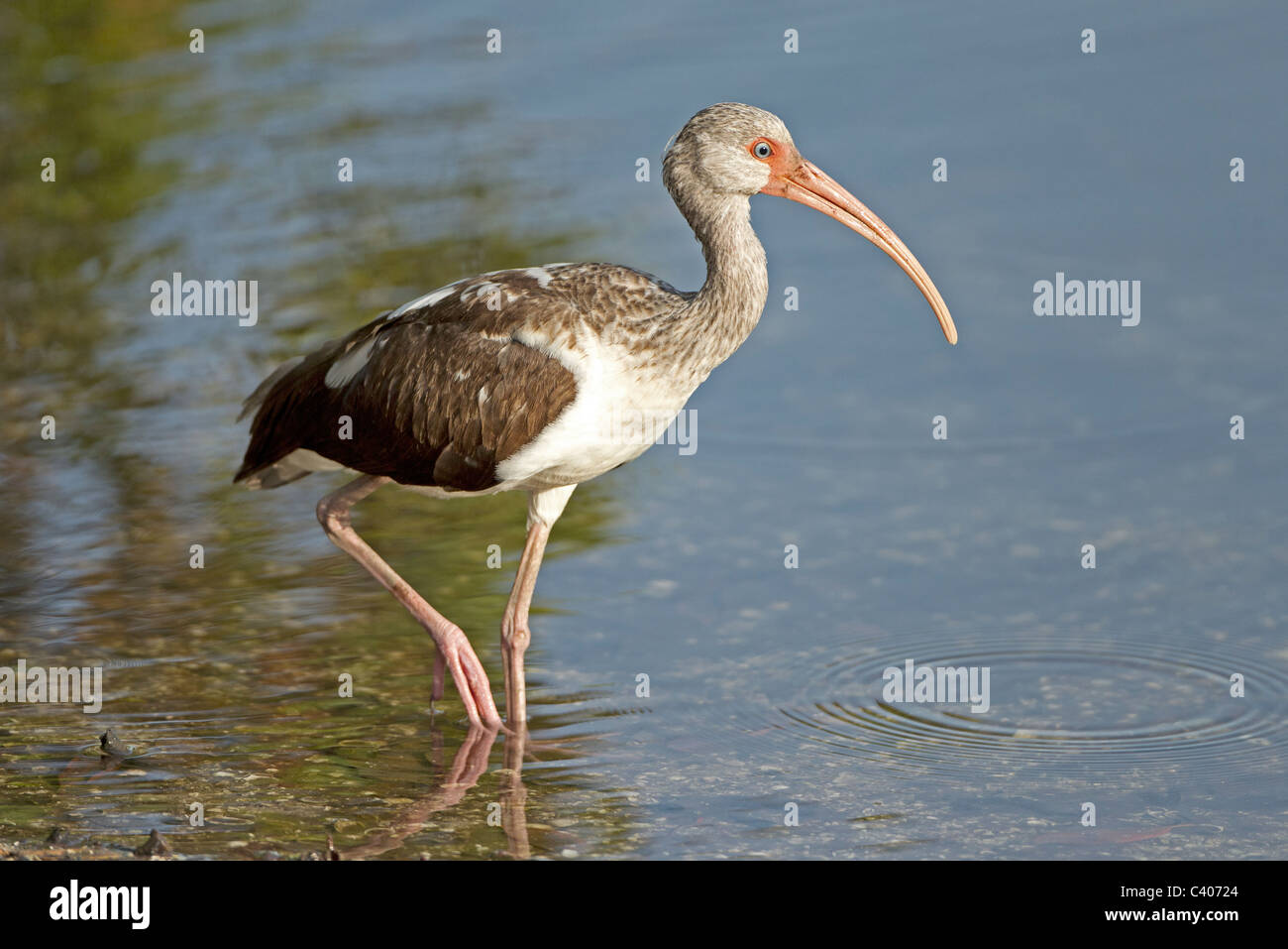 White Ibis in shallow water, Sanibel Island, Florida Stock Photo - Alamy