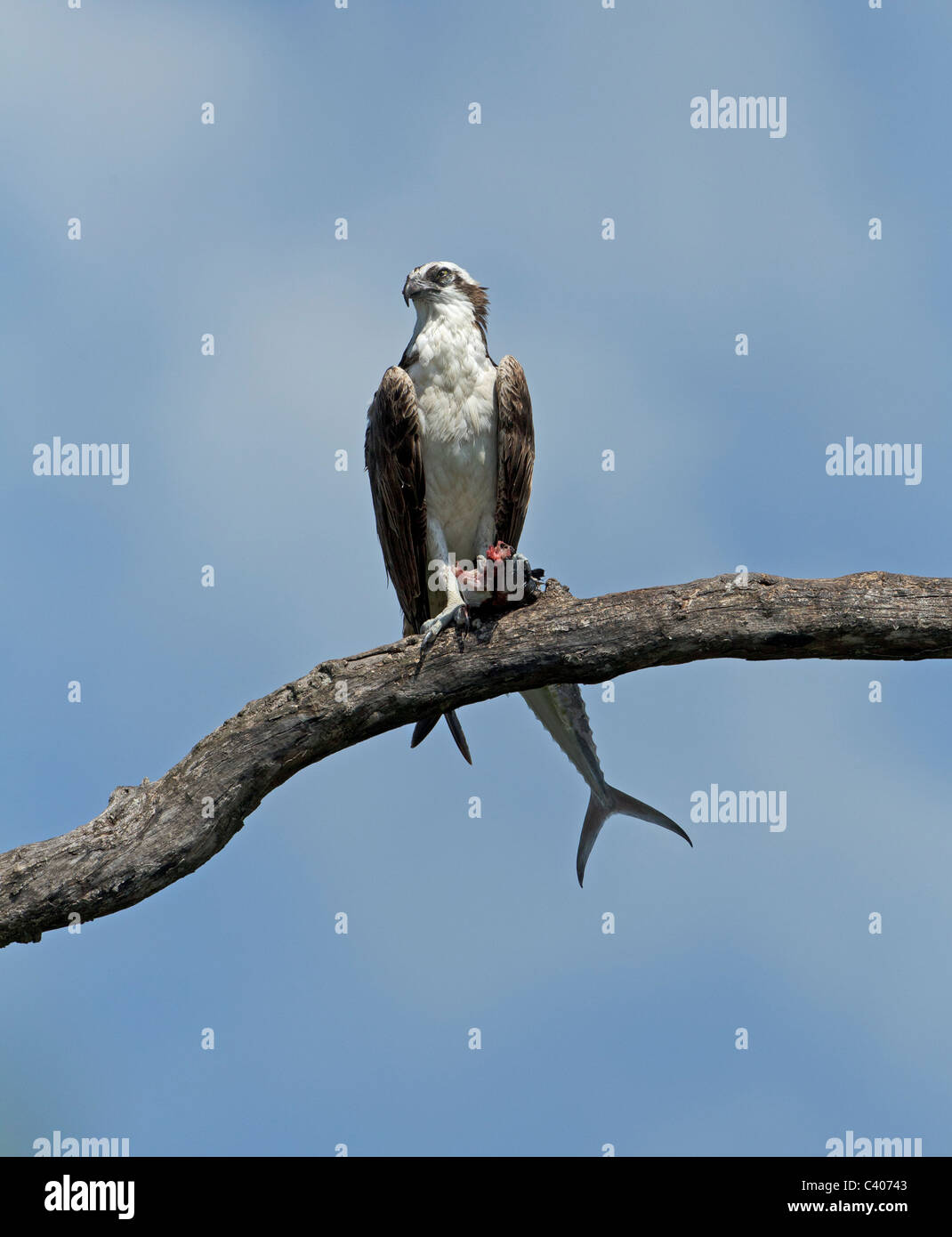 Osprey with fish and perched close to its nest site Stock Photo - Alamy