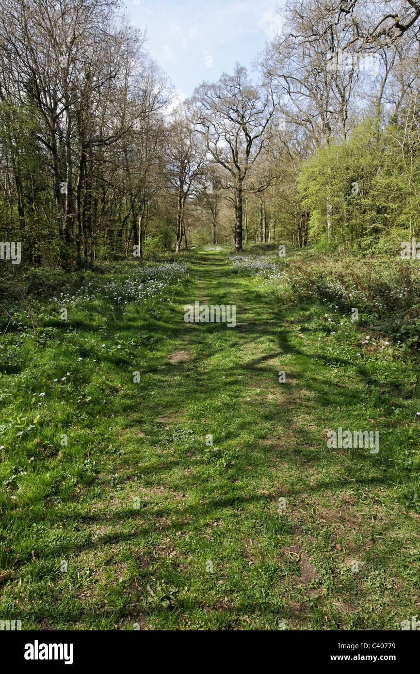Rspb woods hi-res stock photography and images - Alamy