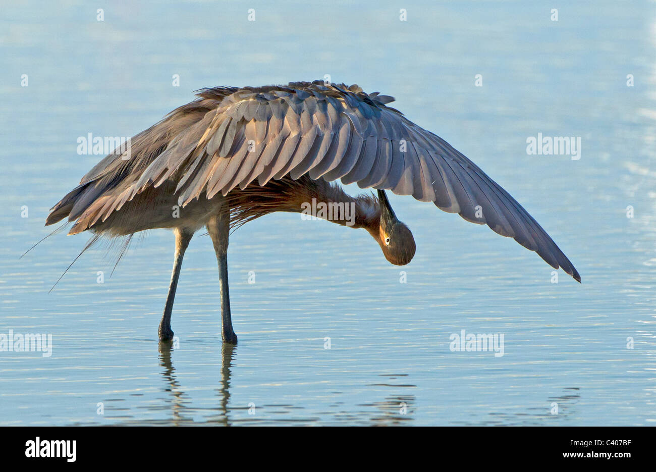 Wing stretch hi-res stock photography and images - Alamy