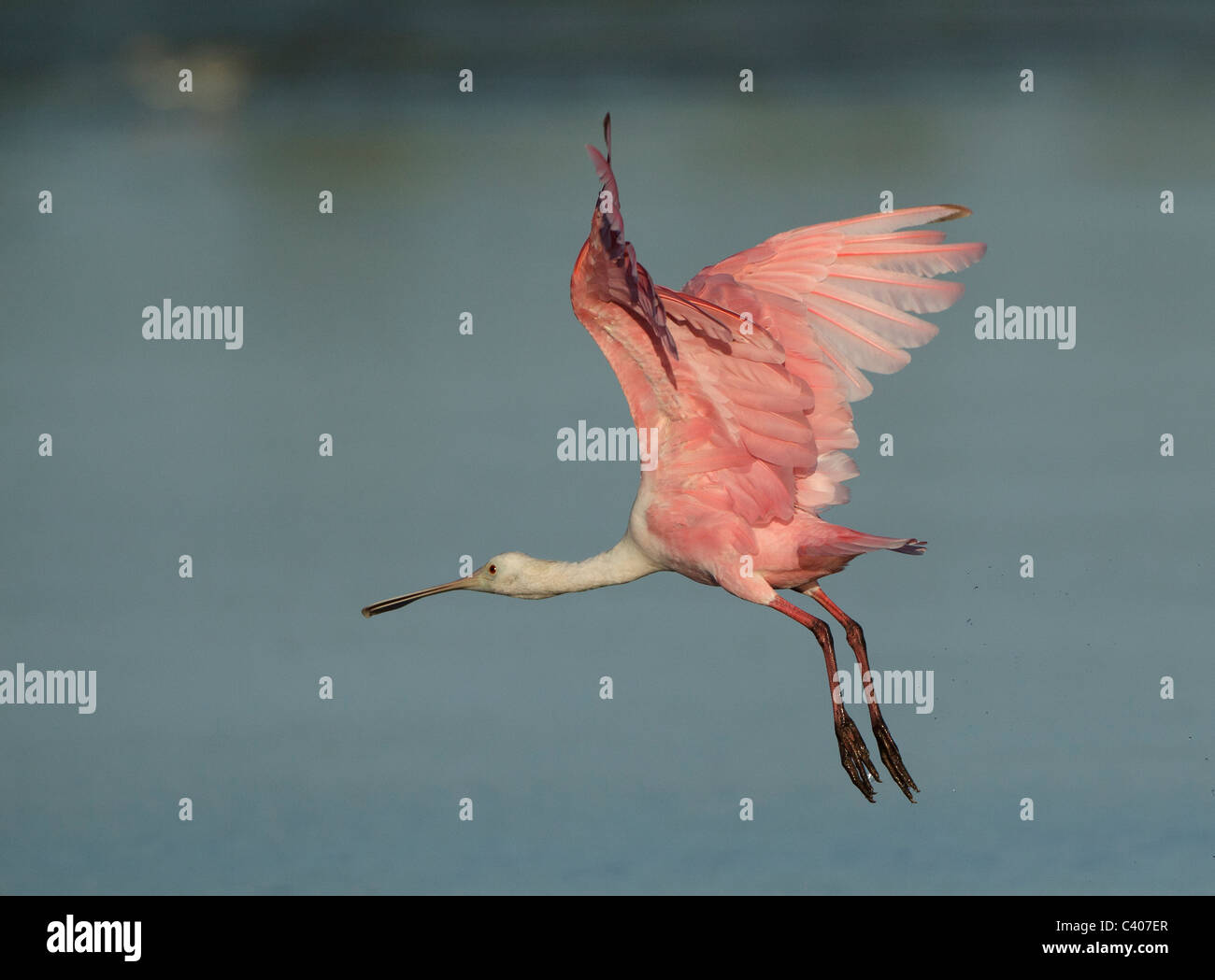 Spoonlike bill hi-res stock photography and images - Alamy