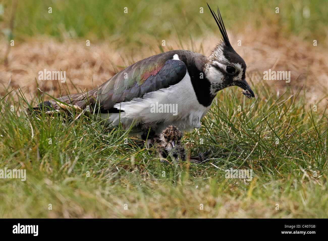 Northern lapwing, Vanellus vanellus, female with young on nest ...