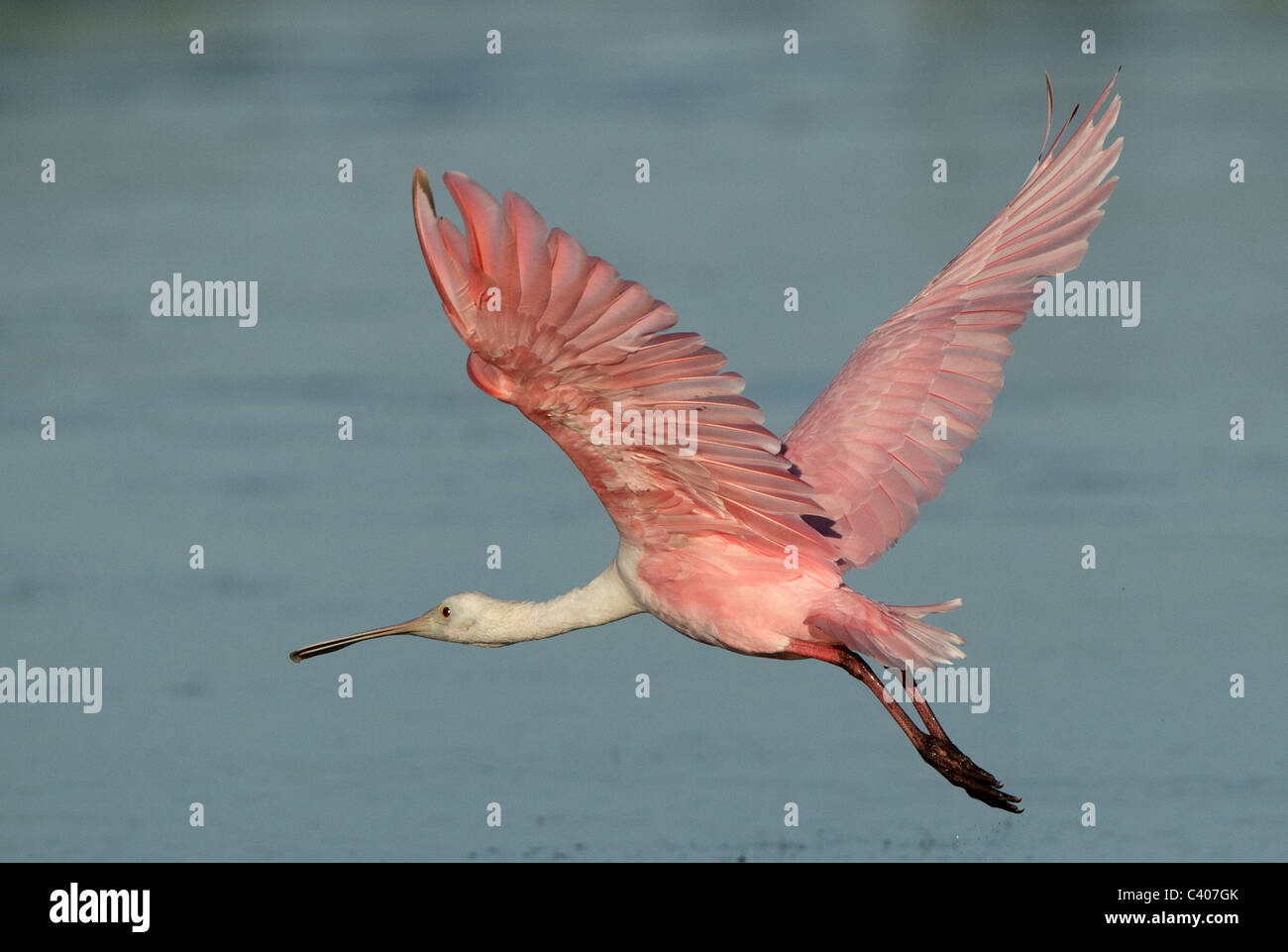 Roseate Spoonbill in flight at Ding Darling Nature Preserve, Florida ...
