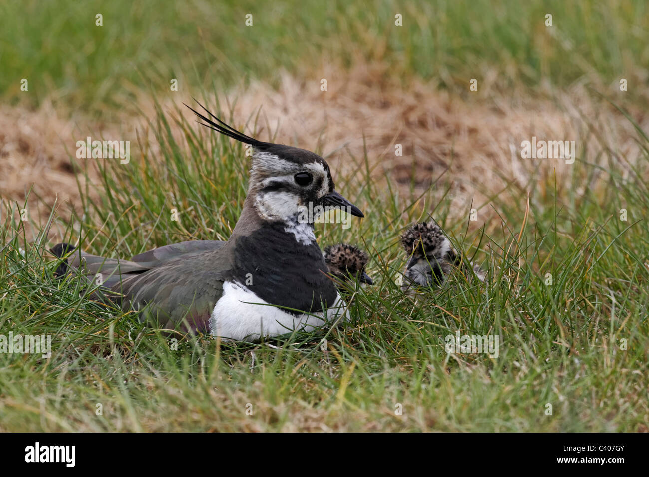 Northern lapwing nest hi-res stock photography and images - Alamy
