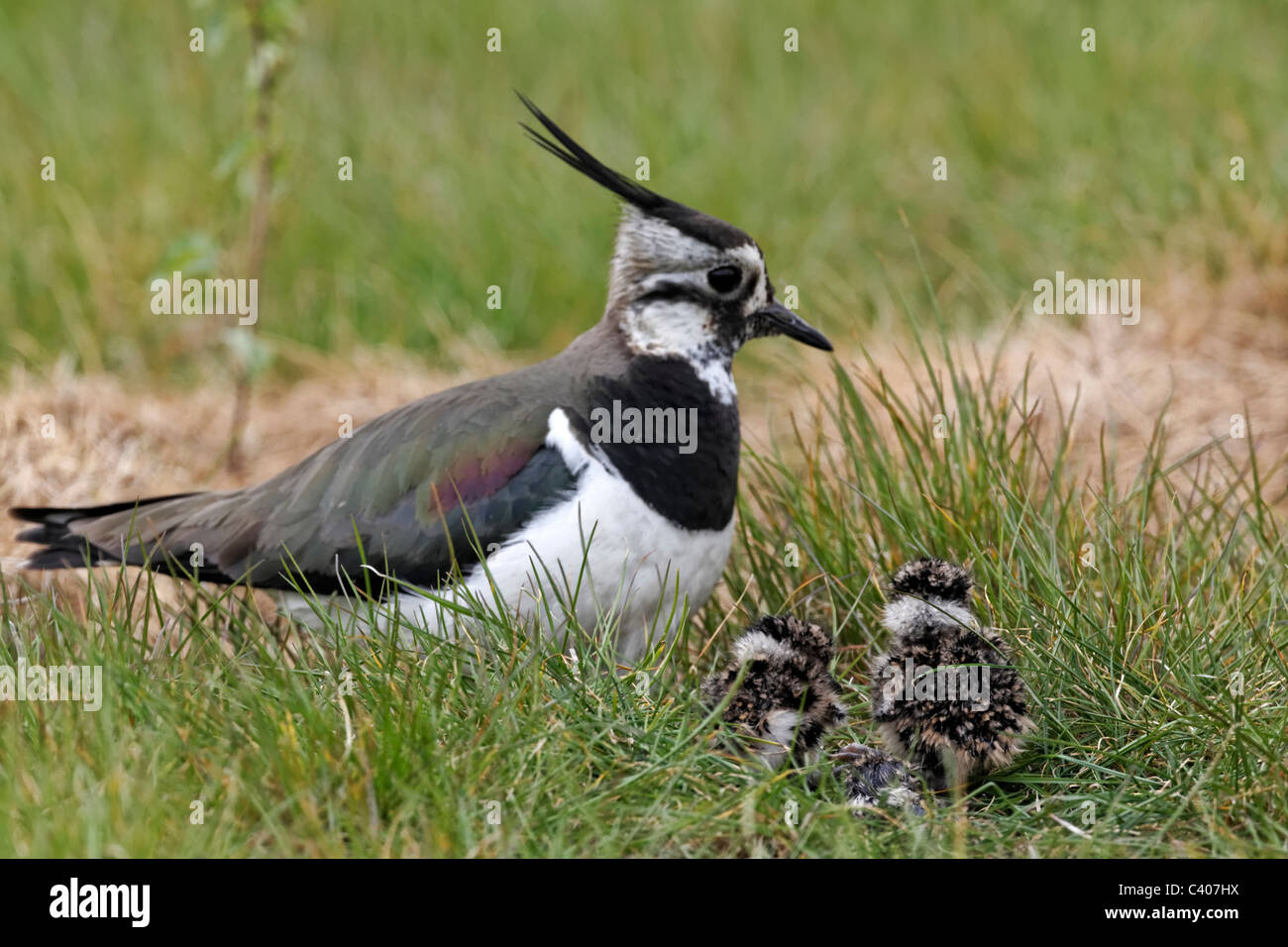 Northern lapwing, Vanellus vanellus, female with young on nest ...