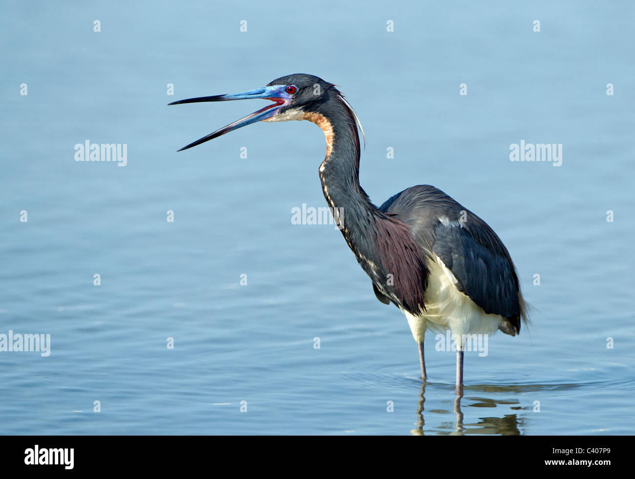Tricolor heron calling, Estero lagoon Stock Photo - Alamy