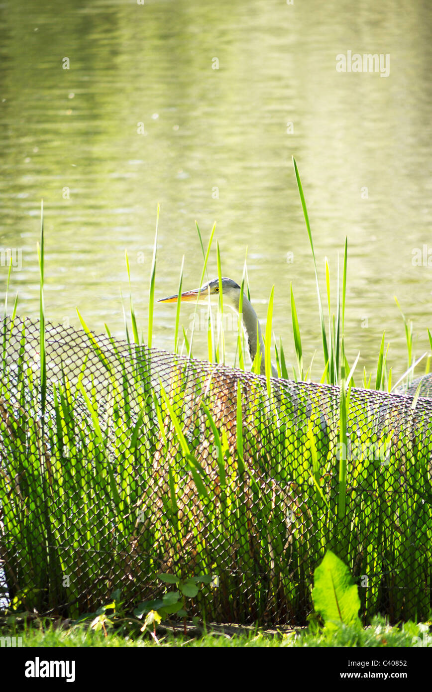 Heron hides in the reeds waiting to catch a fish Stock Photo - Alamy