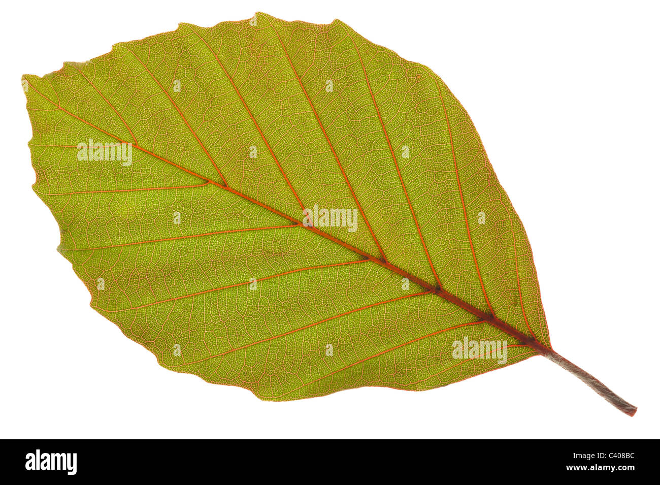 Blood beech tree Cut Out Stock Images & Pictures - Alamy