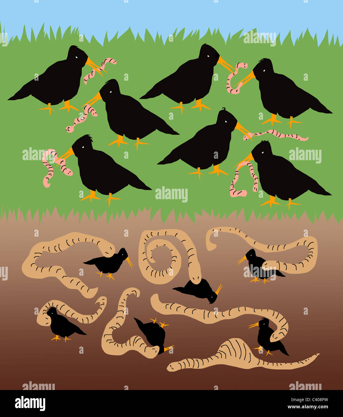 Life Cycle Of A Crow
