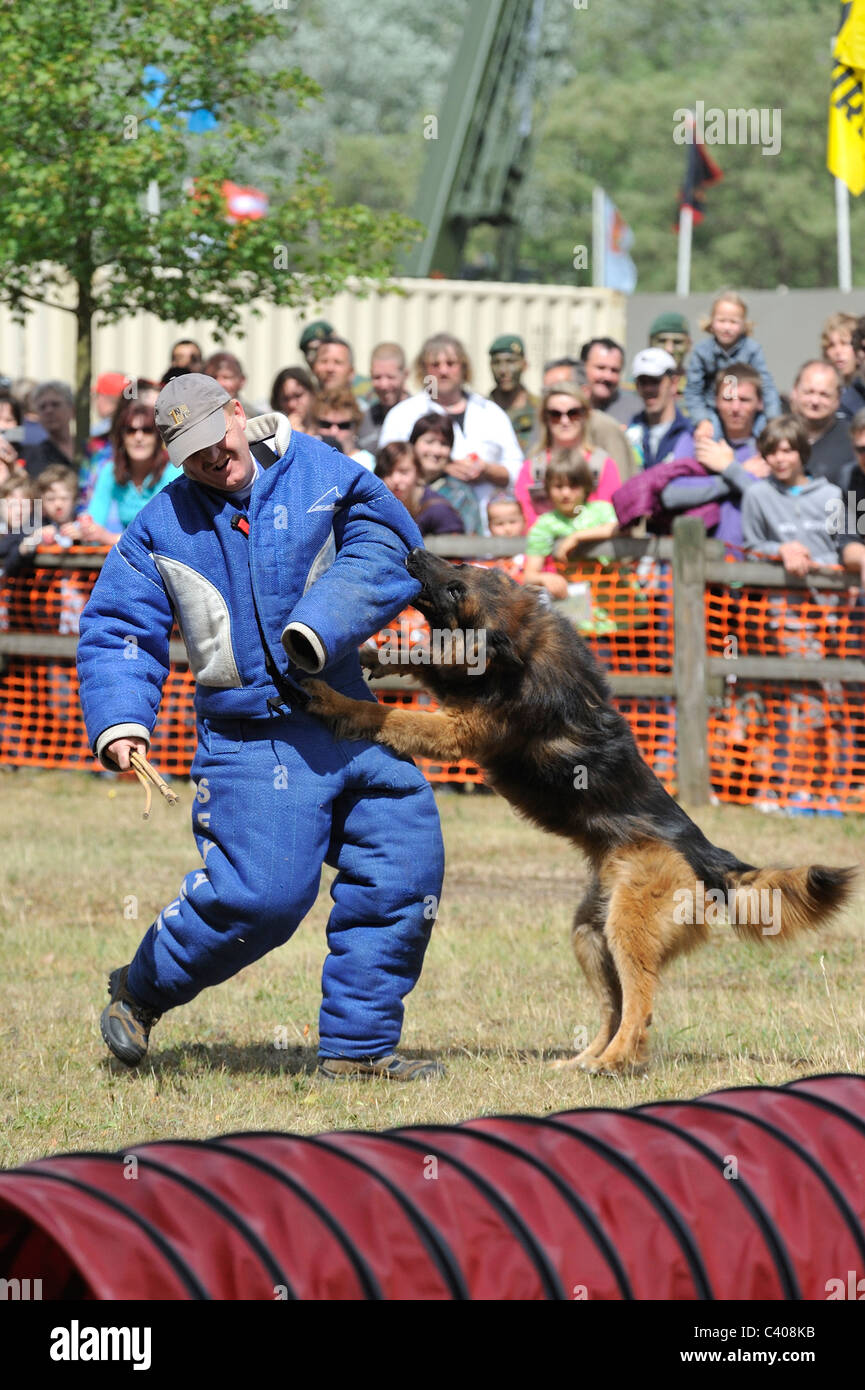 Belgian malinois military working dog hi-res stock photography and ...
