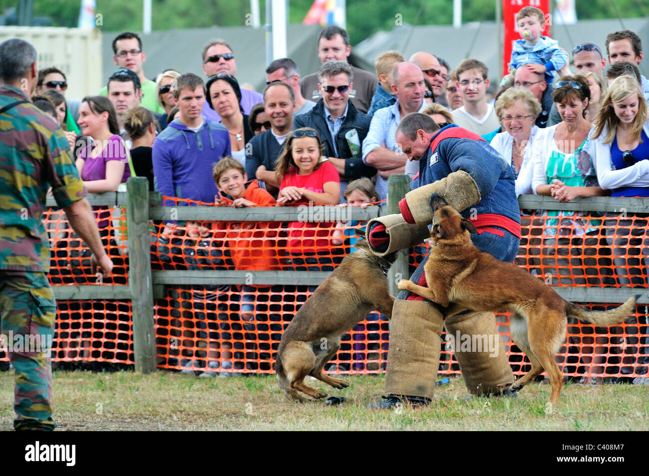 Military attack dogs, Belgian Shepherd Dog / Malinois, biting man in ...