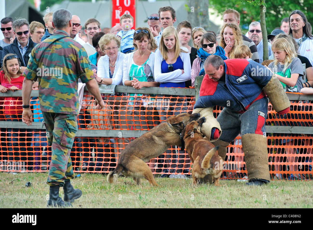 Military attack dogs, Belgian Shepherd Dog / Malinois, biting man in ...