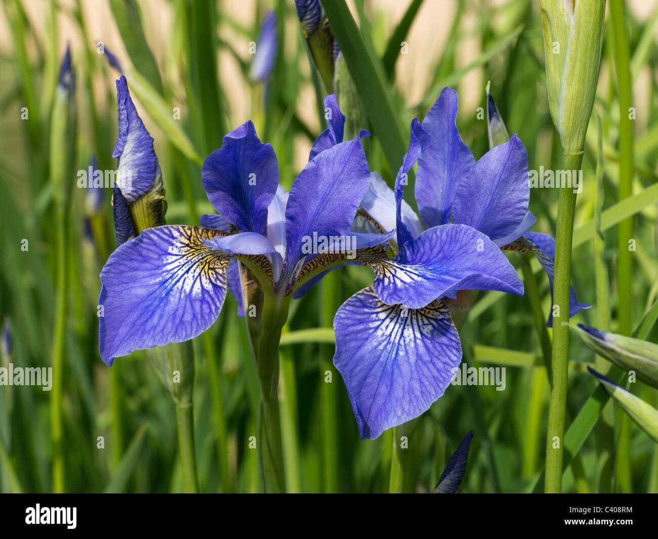 Gardens horticulture iris blue iris spring flower hi-res stock ...