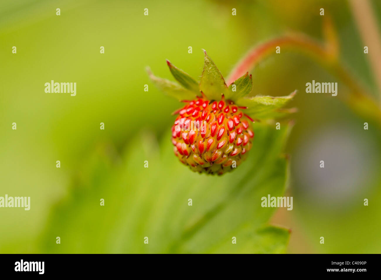 Strawberry uk fruit hi-res stock photography and images - Alamy