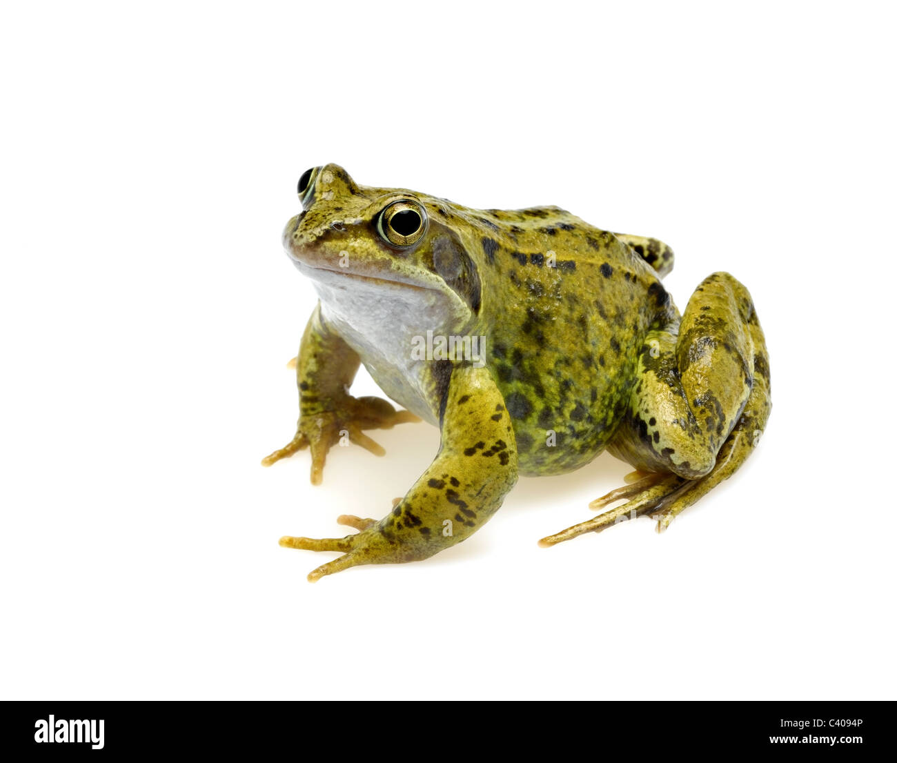 Common frog jumping hi-res stock photography and images - Alamy
