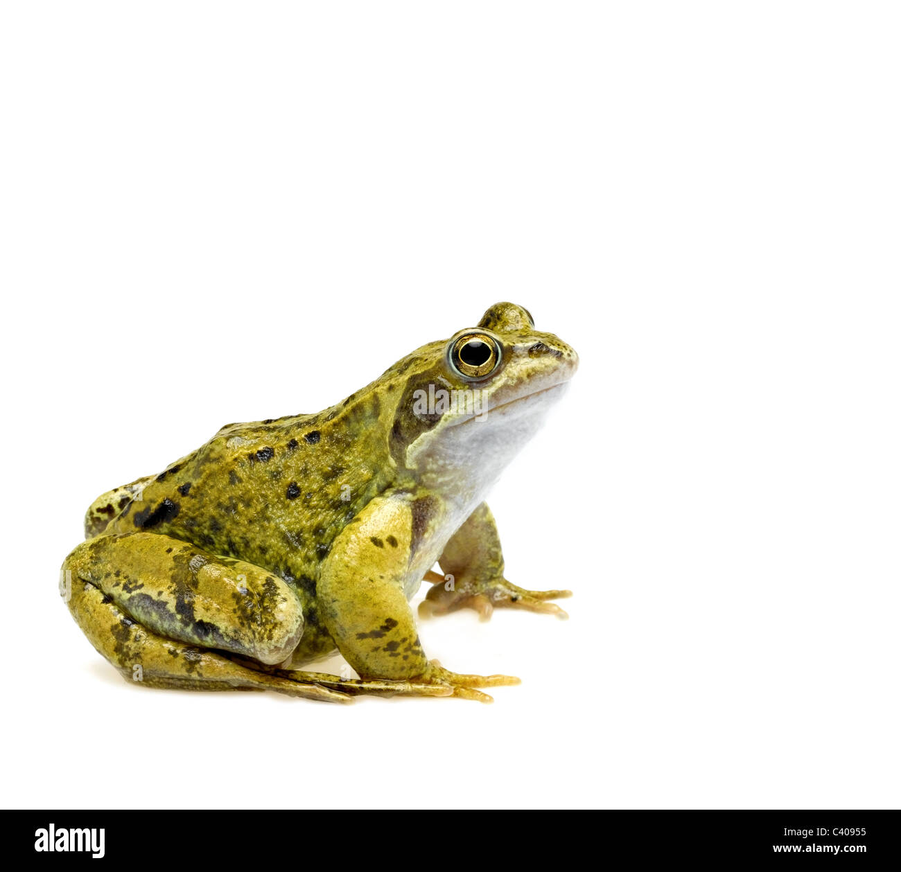 Frog hi-res stock photography and images - Alamy