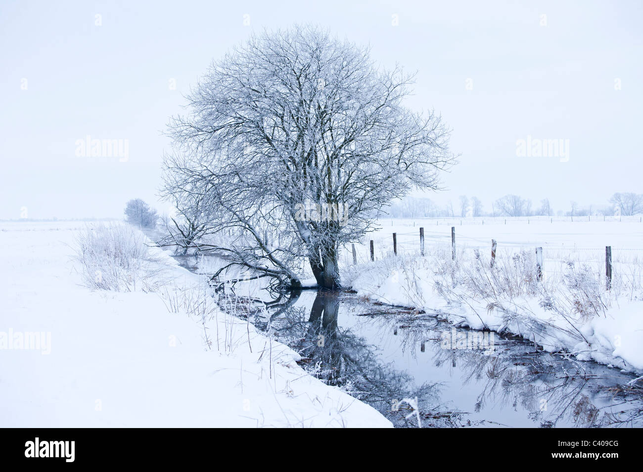Lonely tree in a frozen landscape, Scania, Sweden Stock Photo - Alamy