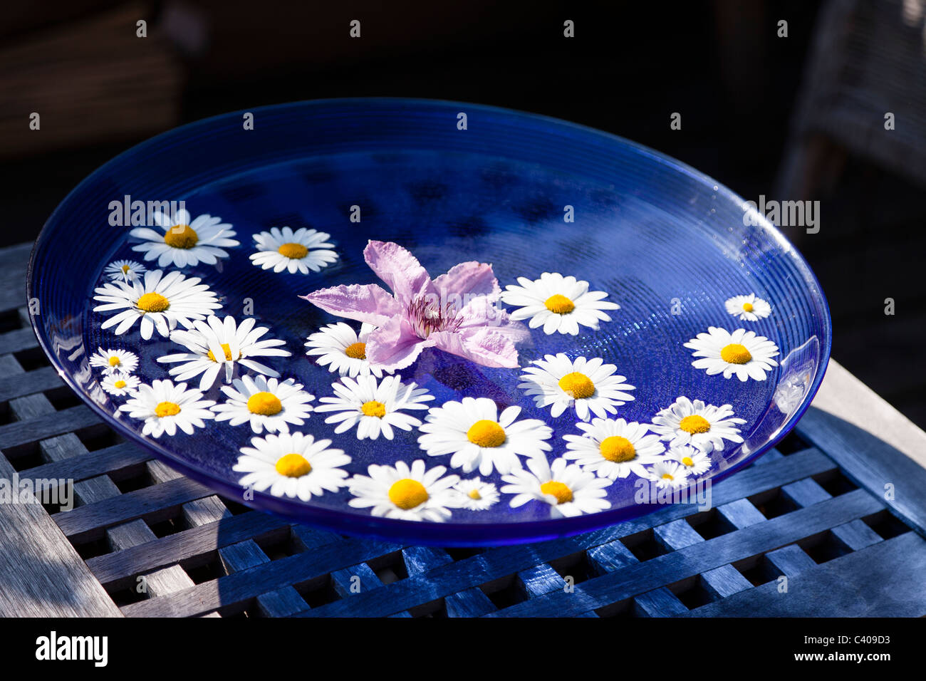 White and yellow flowers floating in a big blue bowl Stock Photo - Alamy