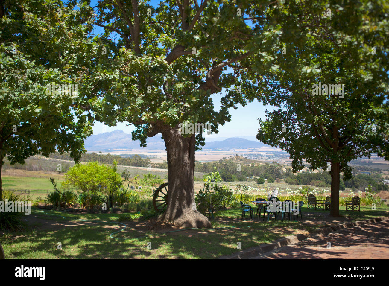 Tree standing in a garden Stock Photo - Alamy