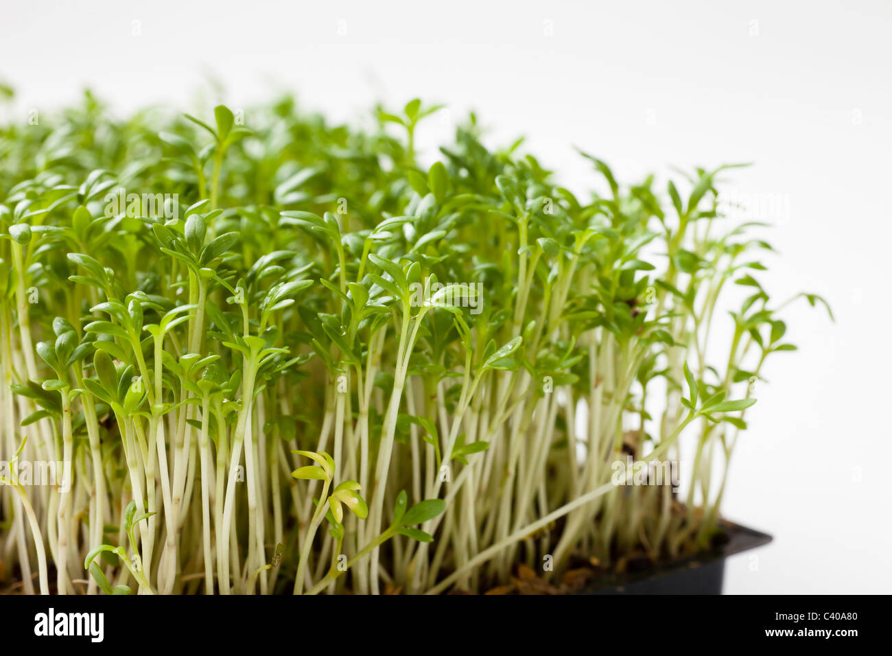 Cress hi-res stock photography and images - Alamy