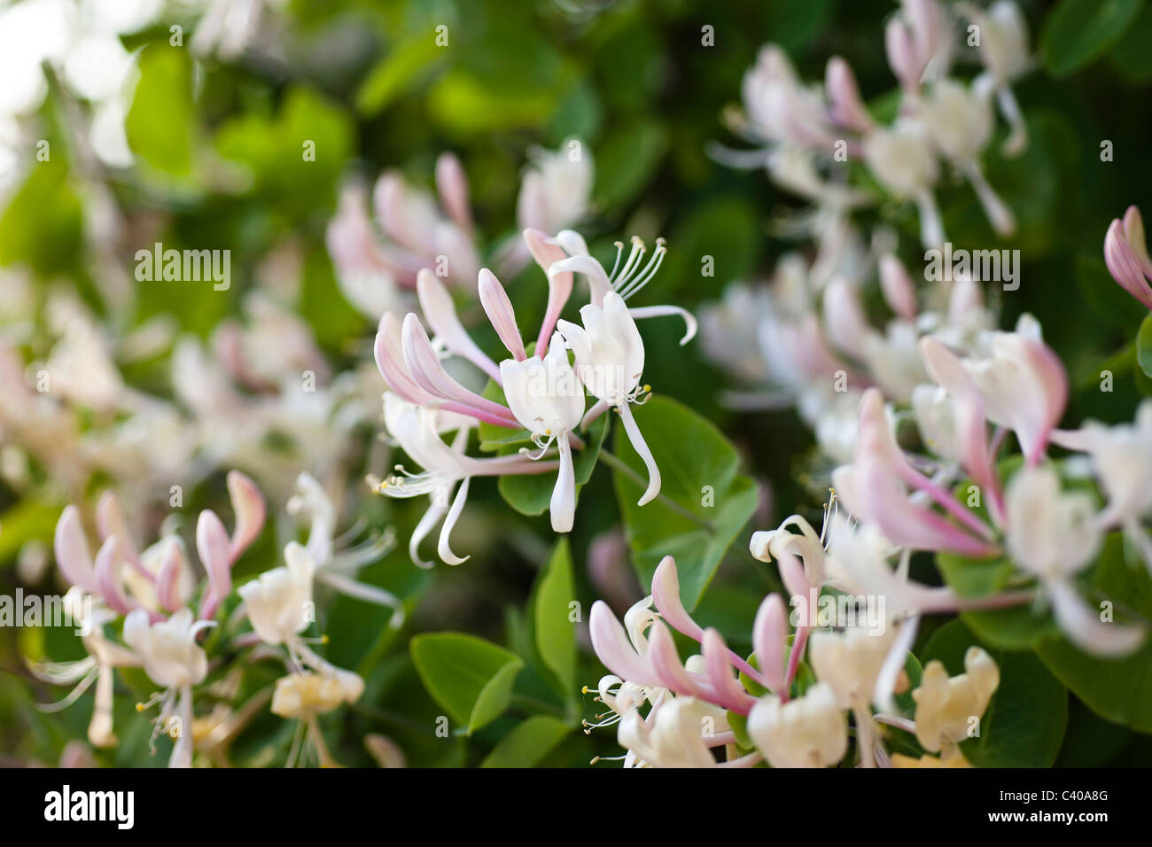 Honeysuckle in the soft evening light in the garden Stock Photo - Alamy