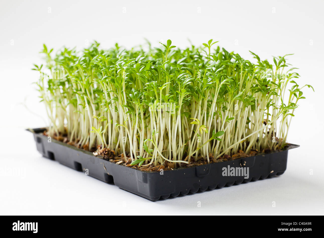 Cress hi-res stock photography and images - Alamy