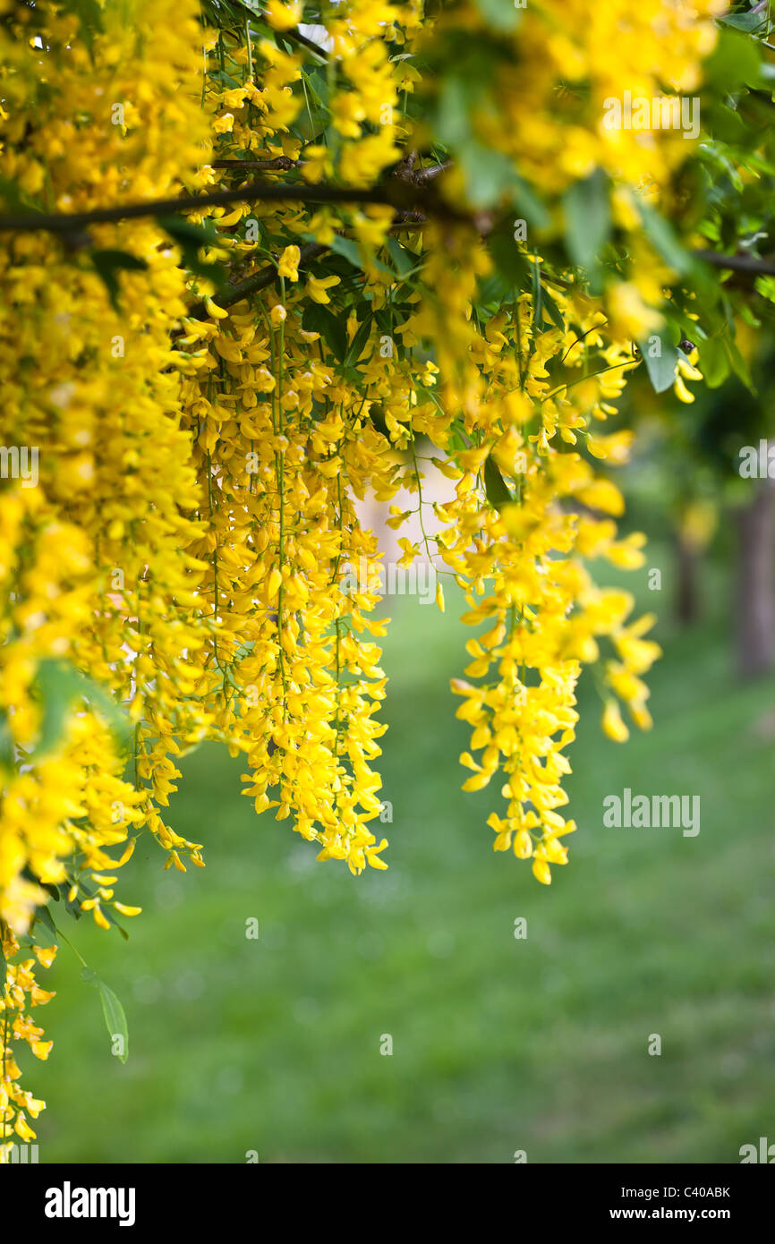 Golden shower trees hi-res stock photography and images - Alamy